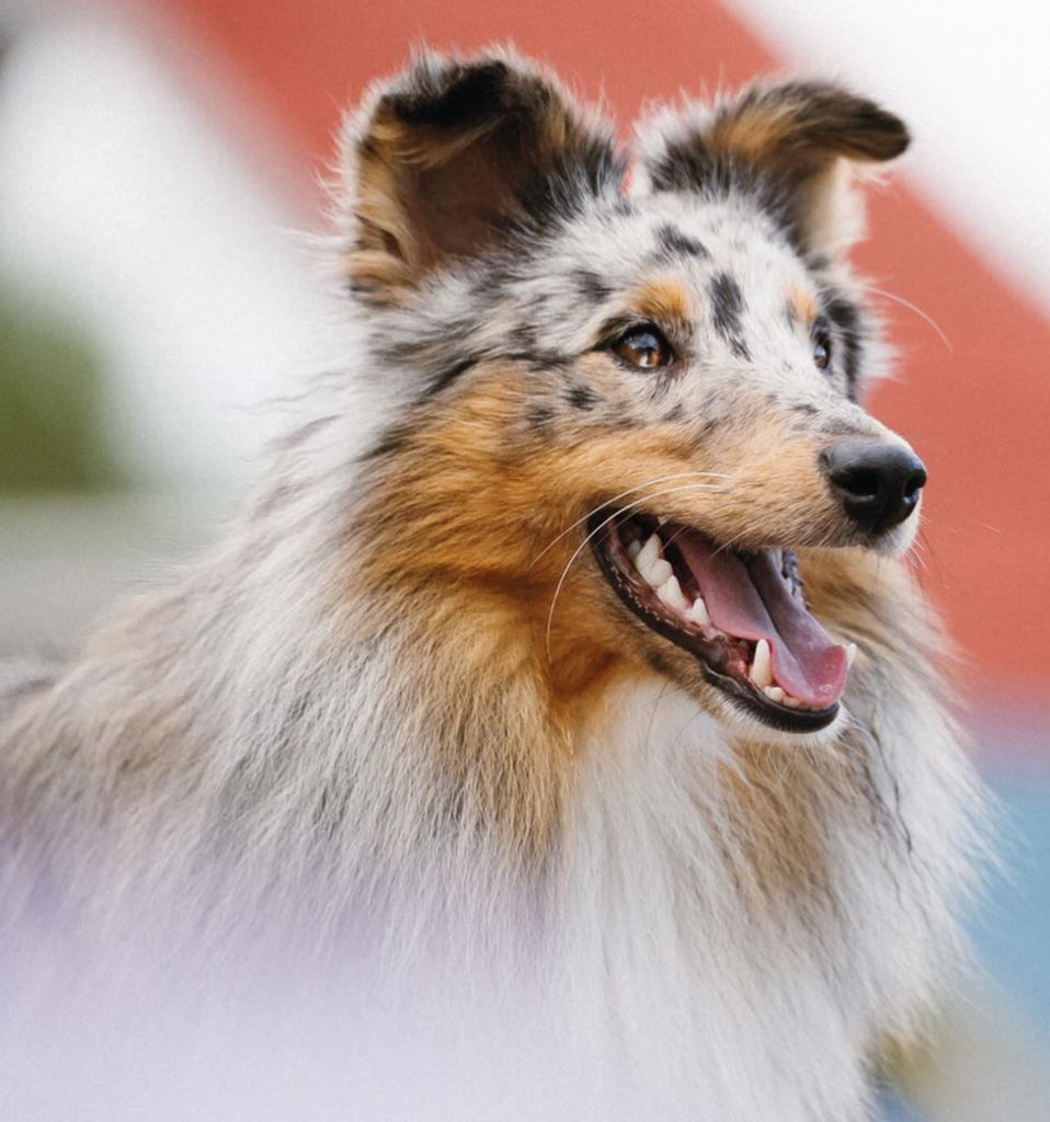 Shetland Sheepdog - The Breed Archive